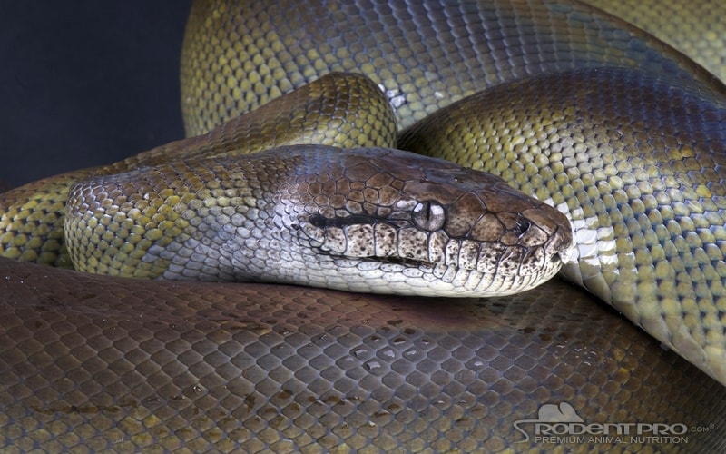 World Record Reticulated Python