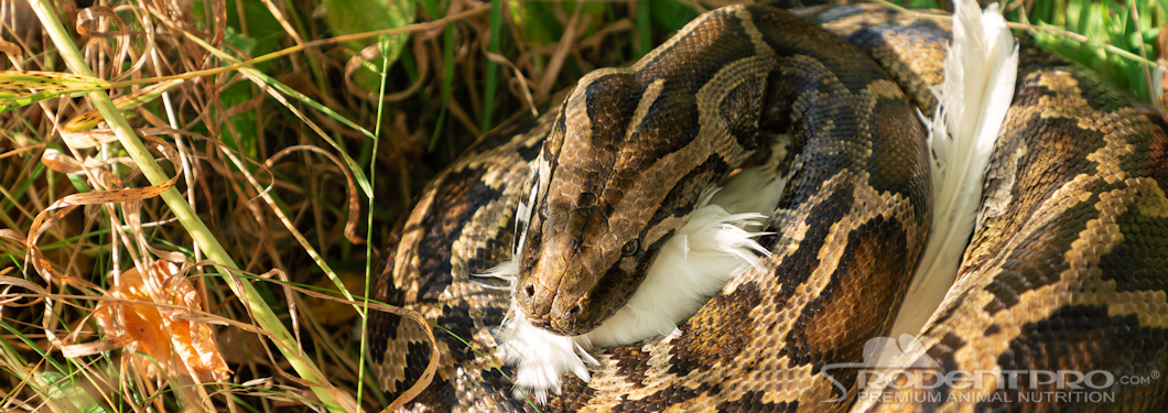 Feeding Frozen Thawed Food vs. Live Prey to Captive Reptiles