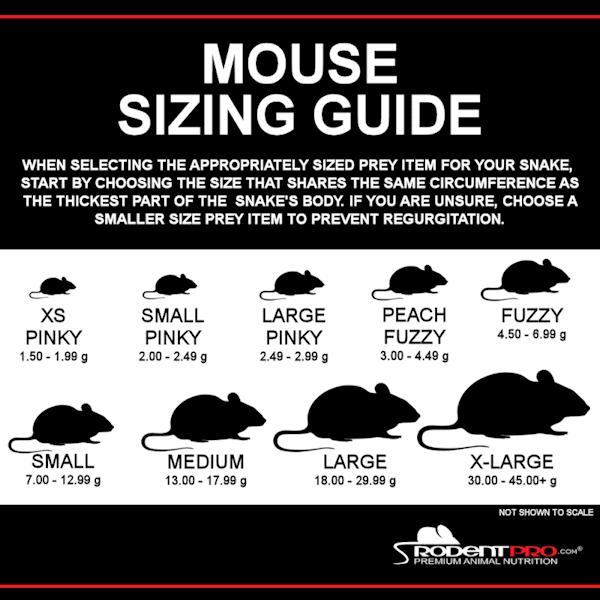 Buy Hairless Large Pinky Mice - Bulk Pack of 100